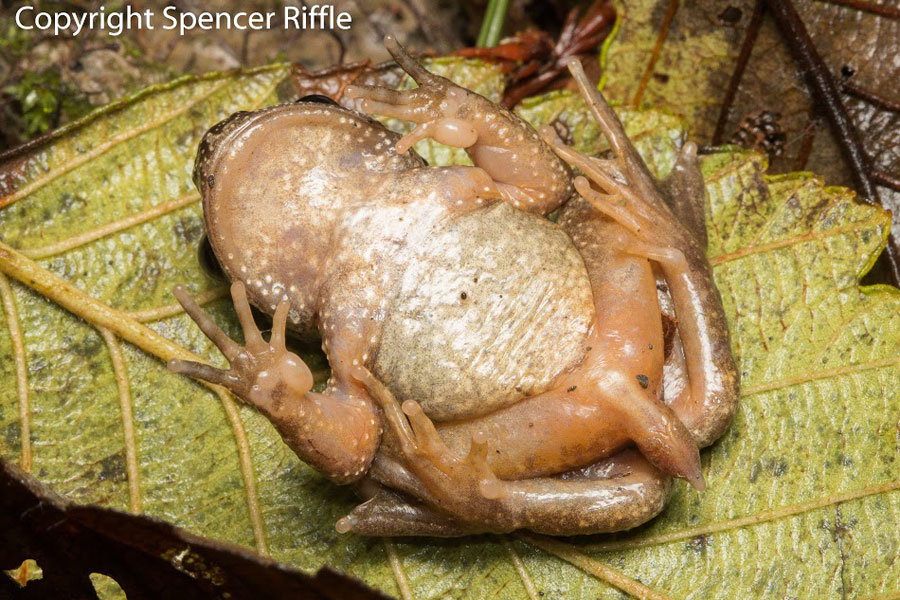 Coastal Tailed Frog - Ascaphus truei