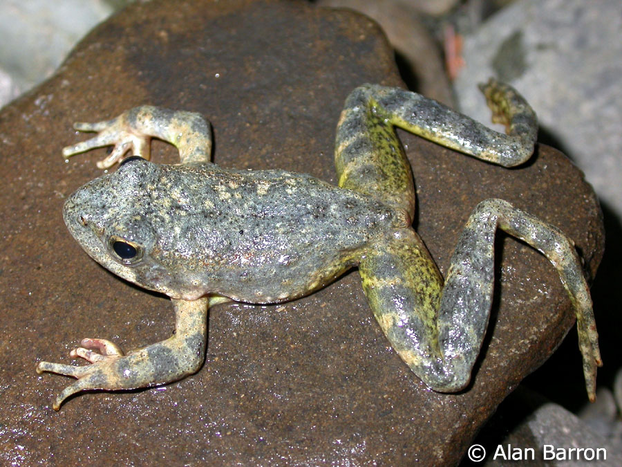 Foothill yellow legged frog - Alchetron, the free social encyclopedia