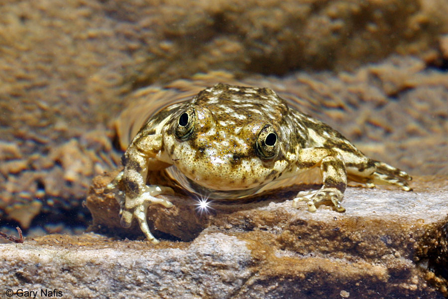 Mountain yellow legged frog - Alchetron, the free social encyclopedia