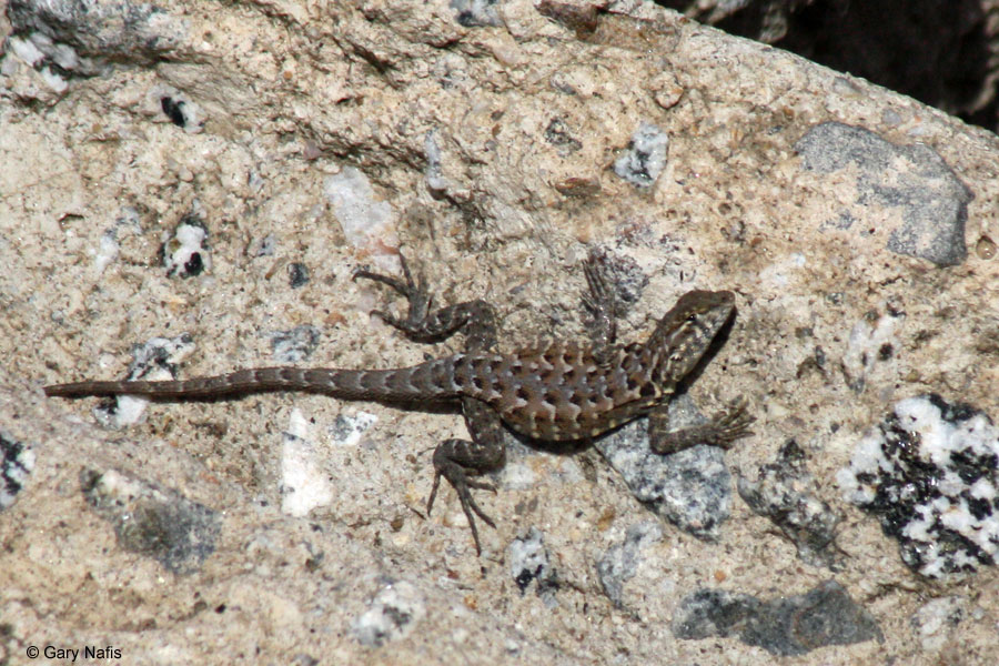 Western Side-blotched Lizard | Project Noah
