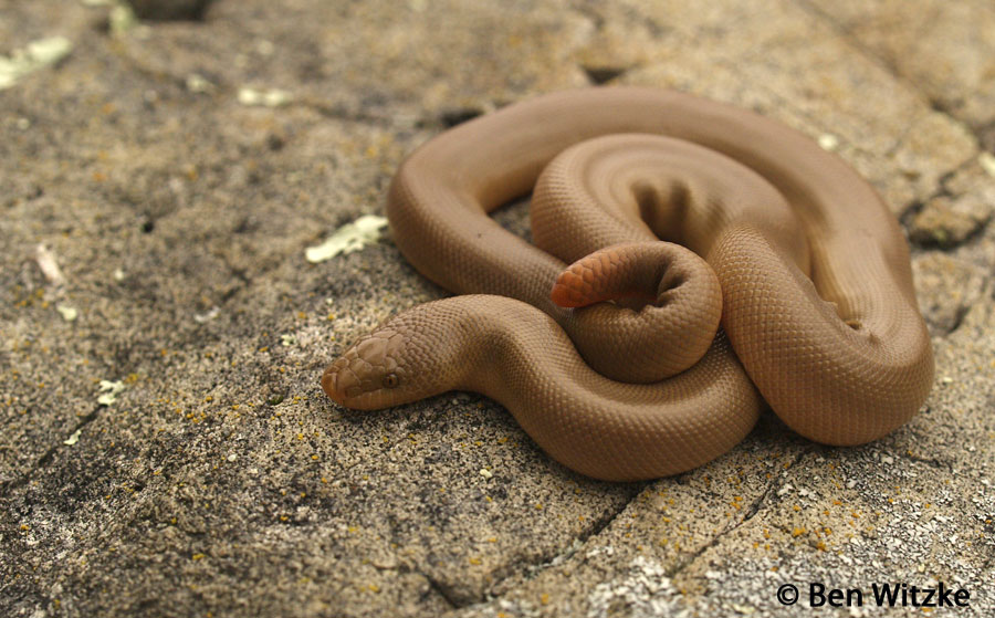 Northern Rubber Boa - Charina bottae
