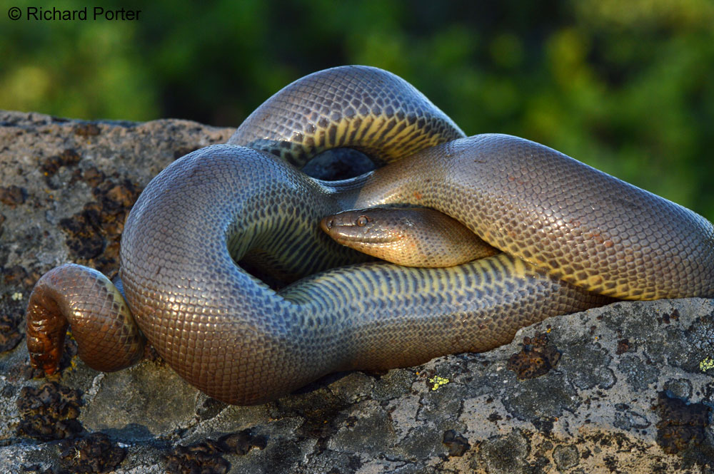 Northern Rubber Boa - Charina bottae