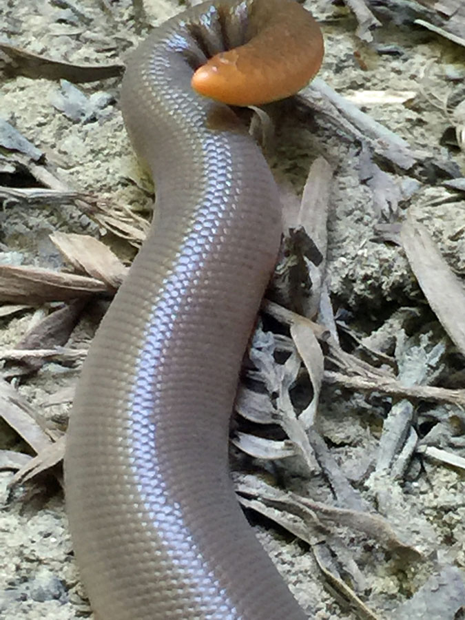 Northern Rubber Boa - Charina bottae