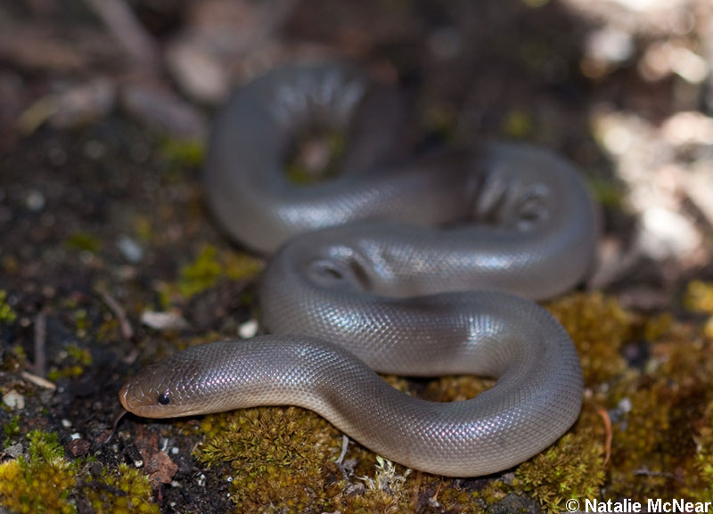 Northern Rubber Boa - Charina bottae