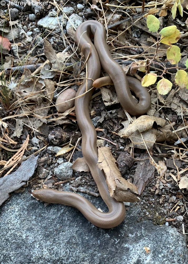 Northern Rubber Boa - Charina bottae