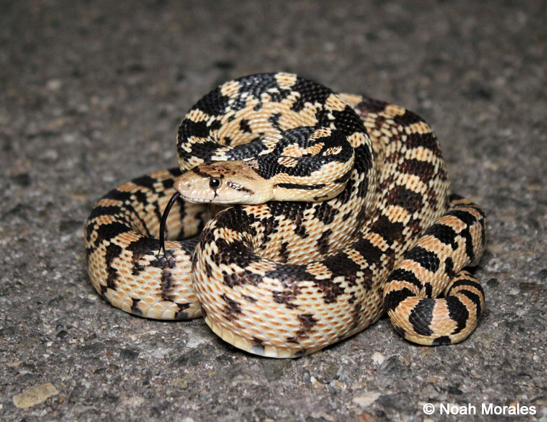 Great Basin Gophersnake - Pituophis catenifer deserticola