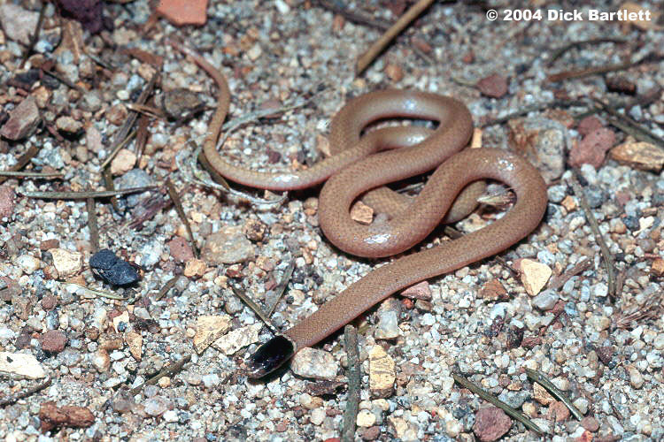 Western Black-headed Snake - Tantilla planiceps